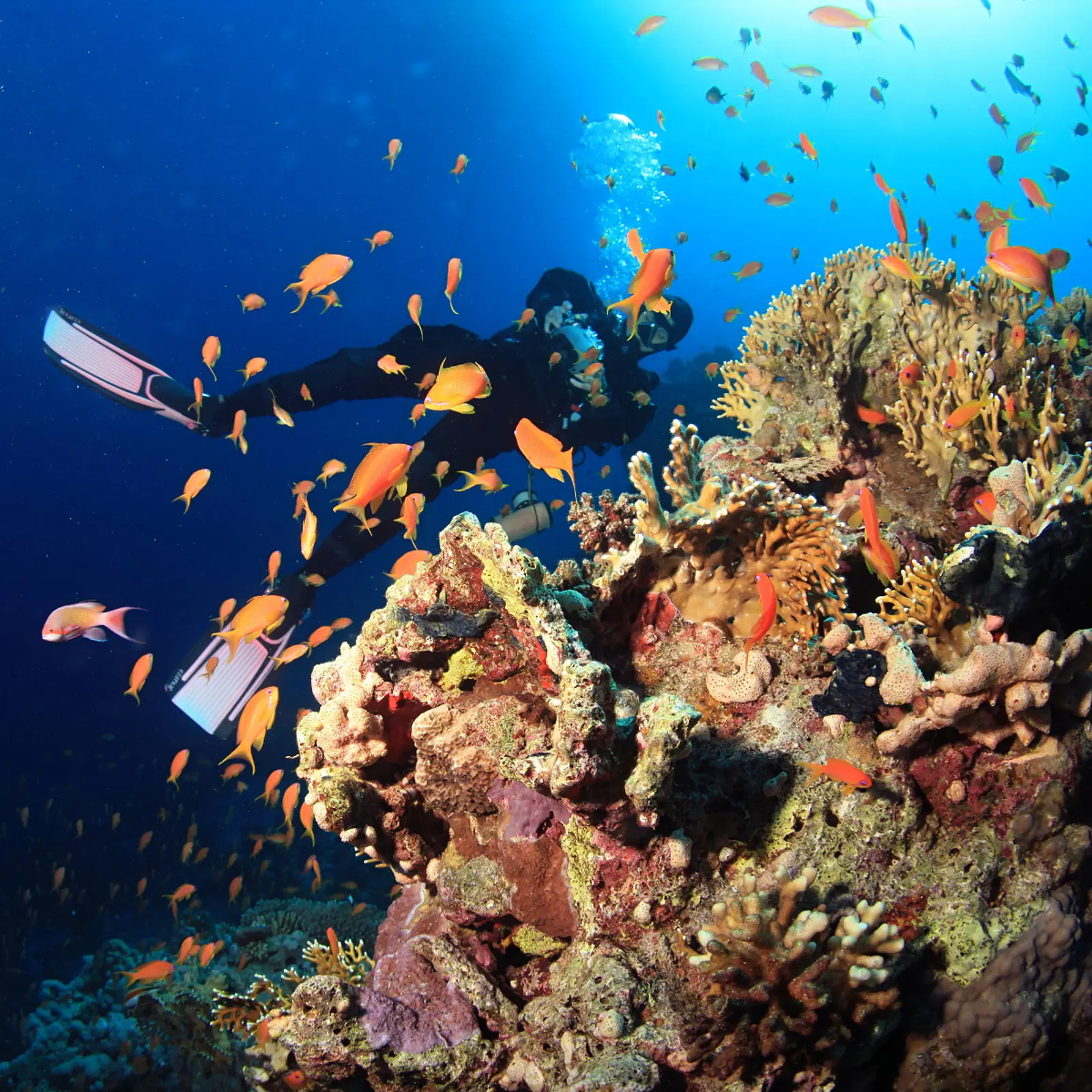 Diving and PADI courses in Hurghada Red Sea | Egypt Dive