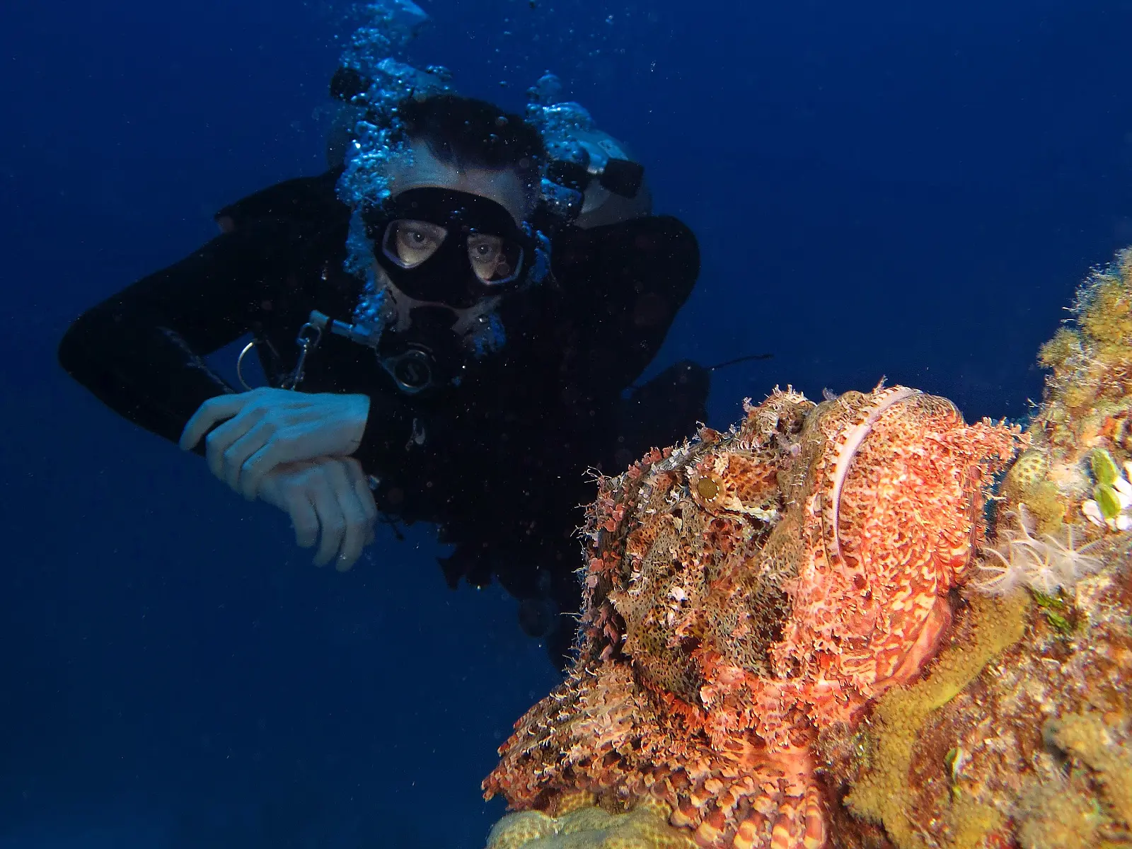 Interesting facts about the Red Sea | Egypt Dive