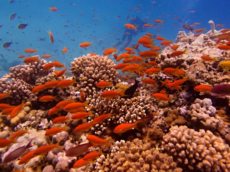 Interesting facts about the Red Sea | Egypt Dive