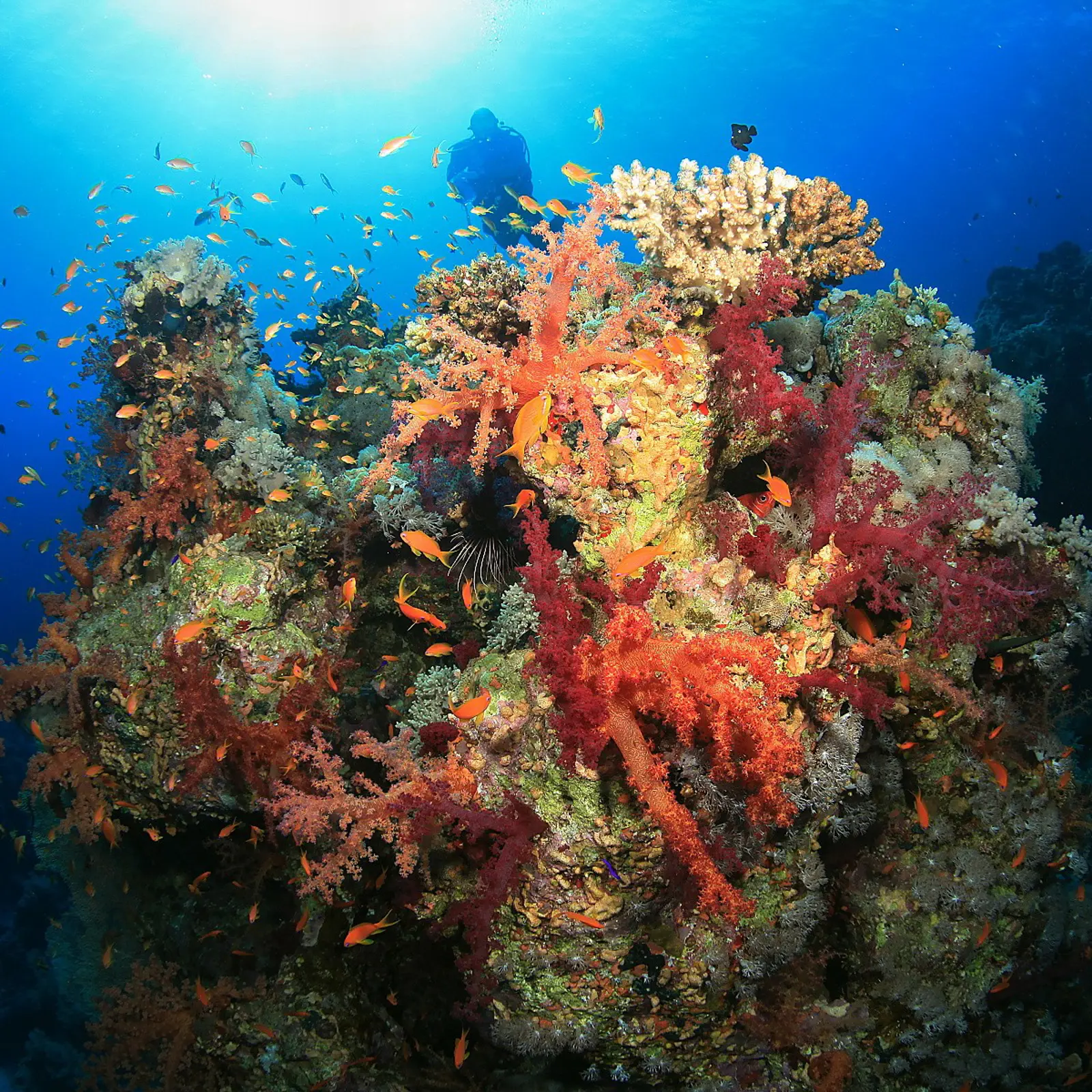 Gallery of photos from the Red Sea | Egypt Dive