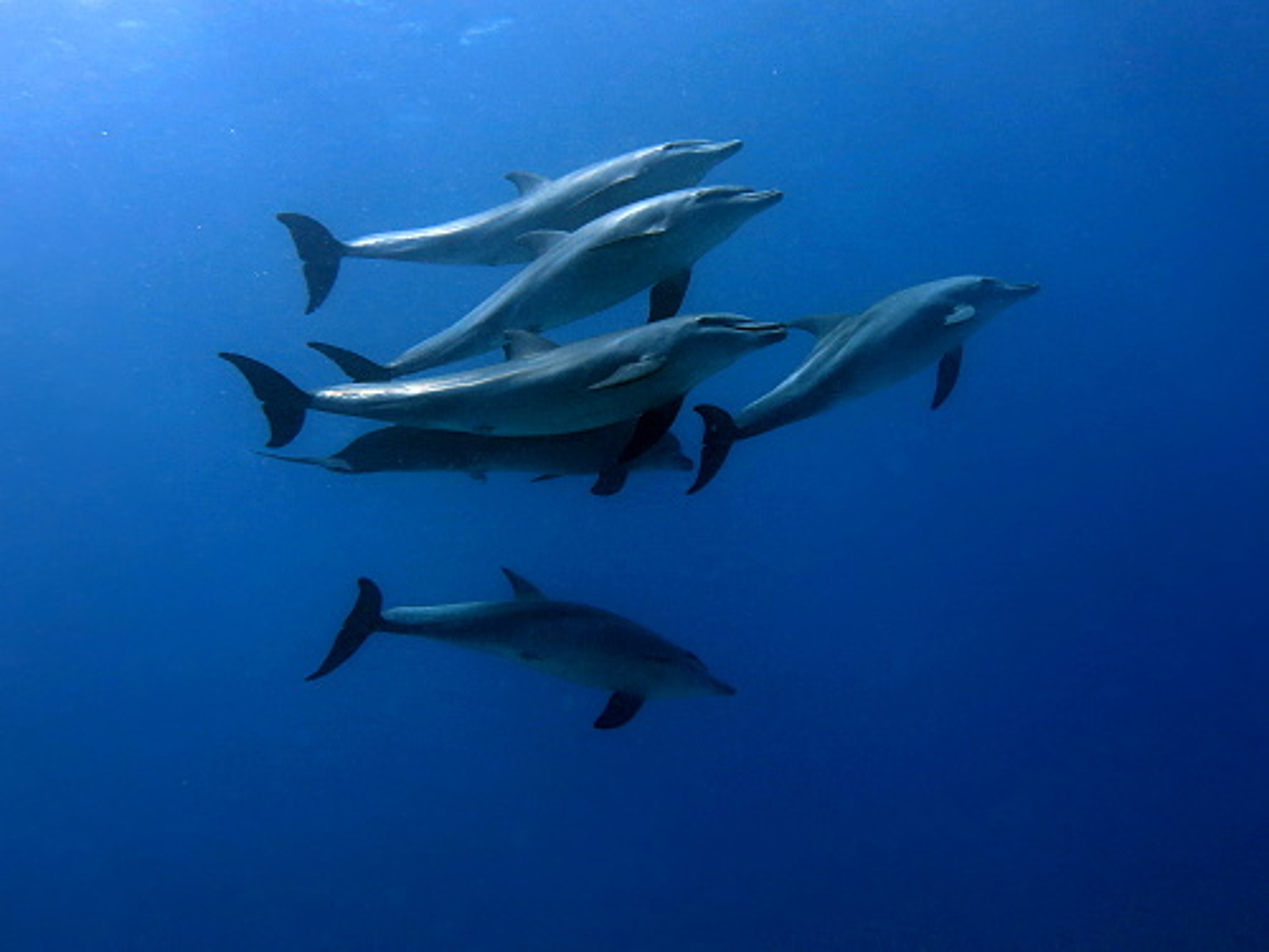 Diving with dolphins in Hurghada Red Sea | Egypt Dive