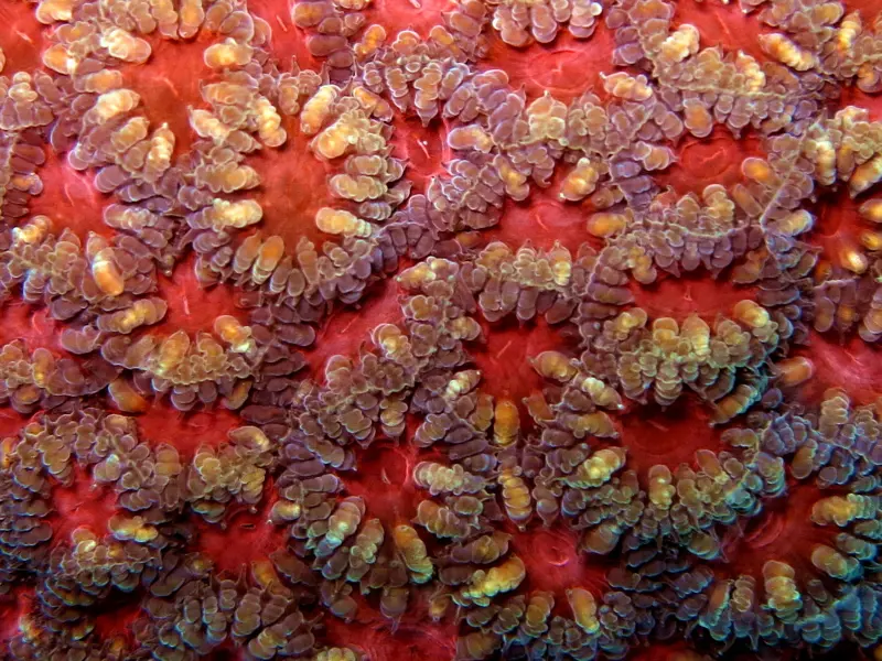 Interesting facts about the Red Sea | Egypt Dive