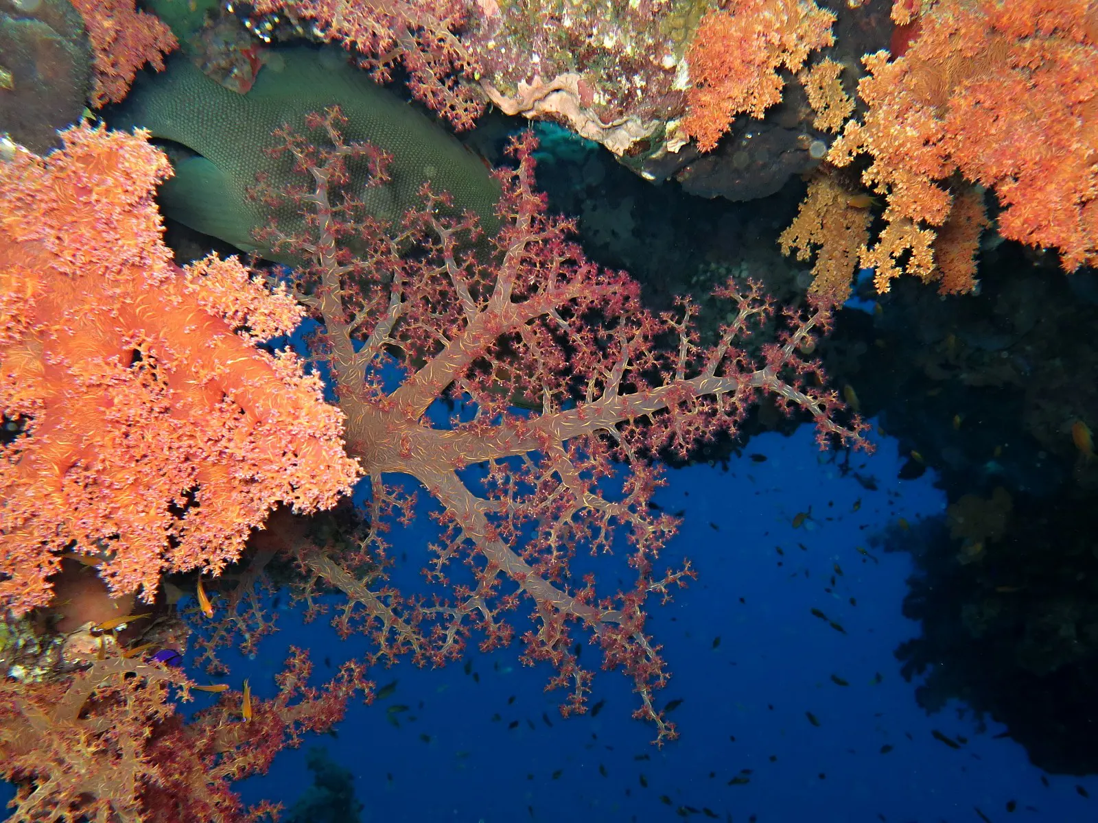 Interesting facts about the Red Sea | Egypt Dive