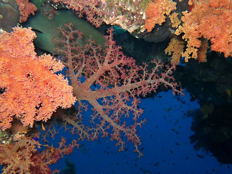 Interesting facts about the Red Sea | Egypt Dive