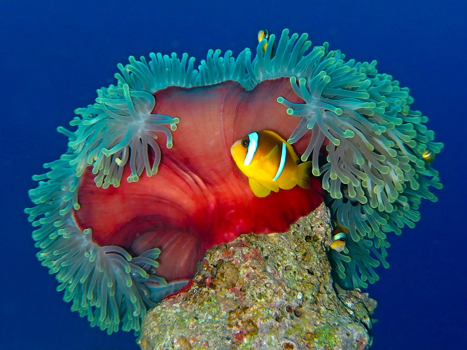 Interesting facts about the Red Sea | Egypt Dive