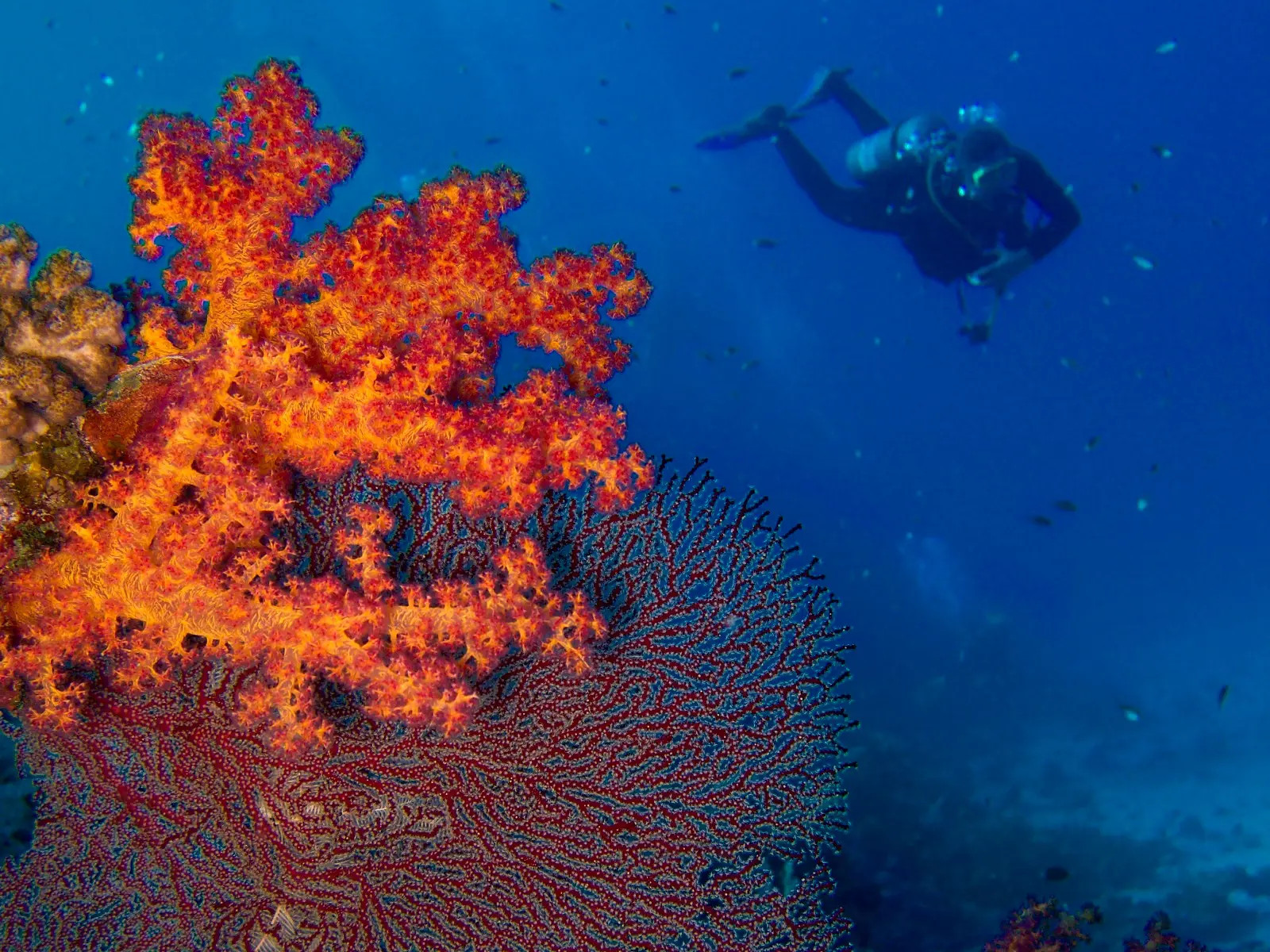 Interesting facts about the Red Sea | Egypt Dive