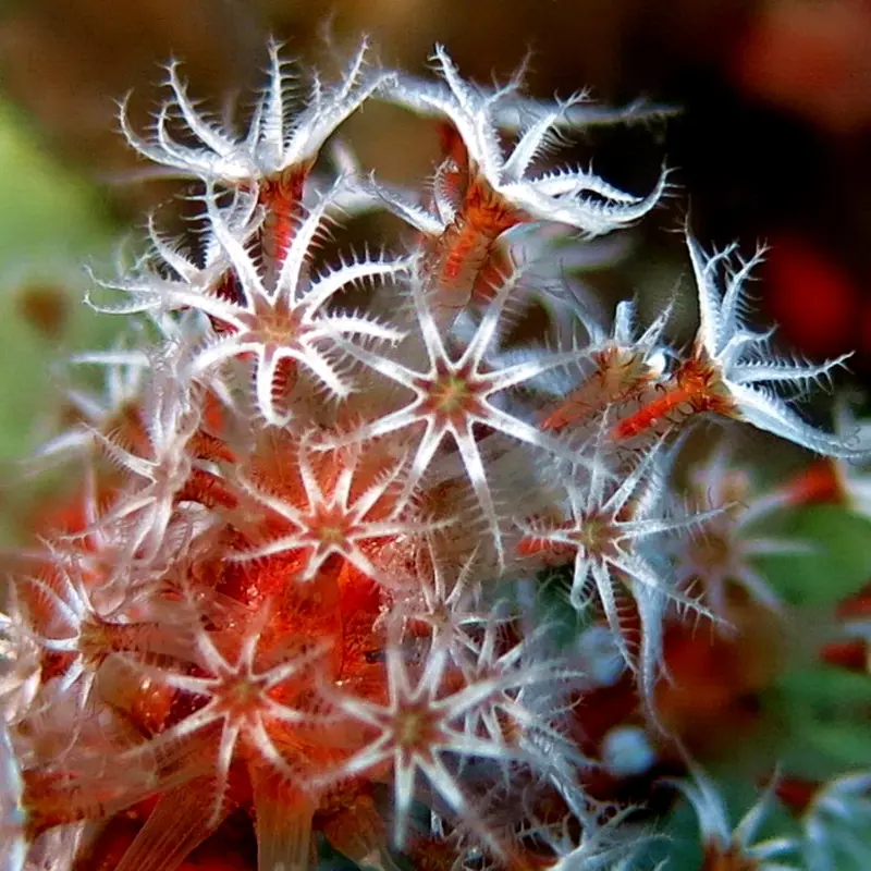 Gallery of photos from the Red Sea | Egypt Dive