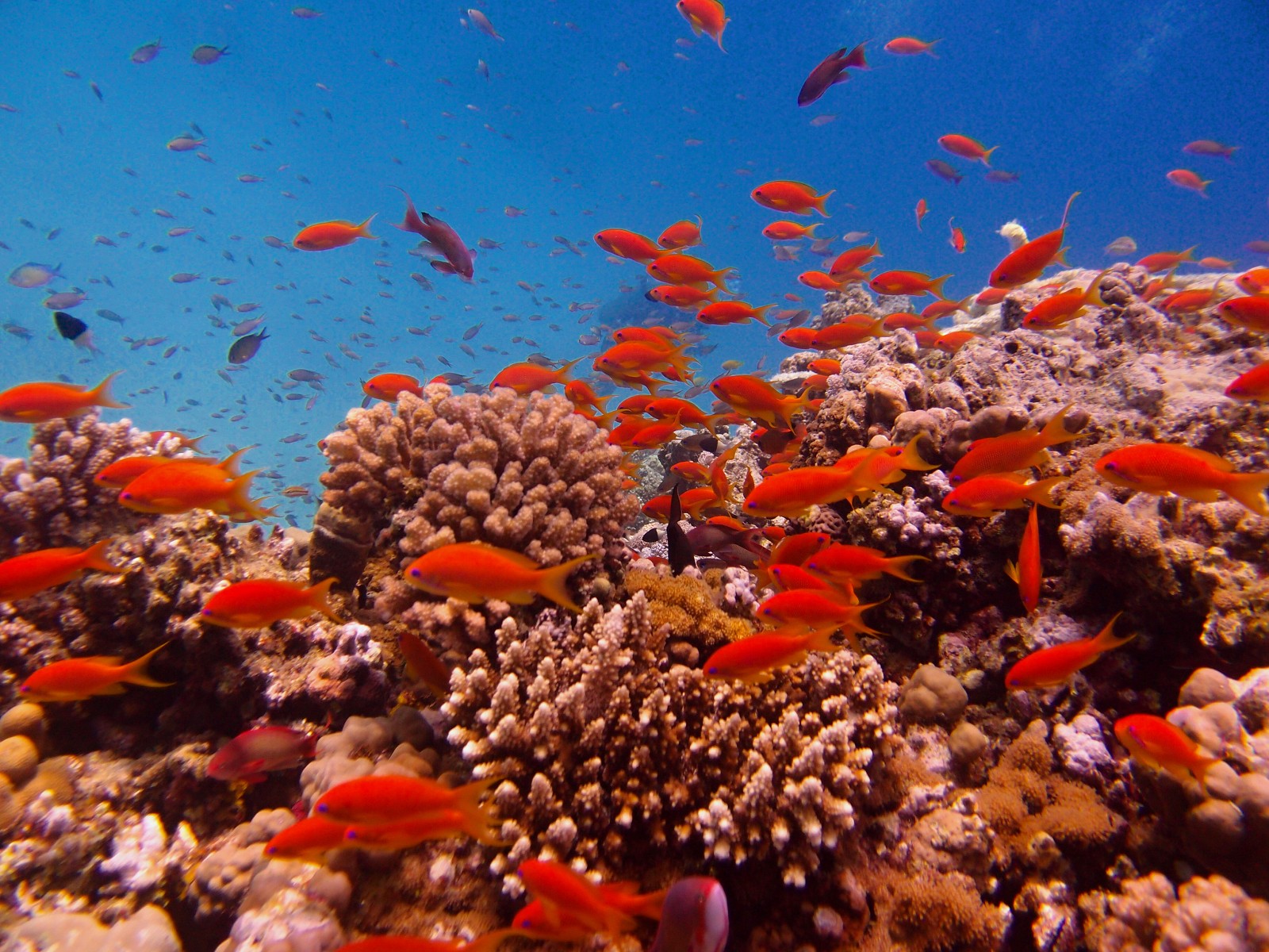Interesting facts about the Red Sea | Egypt Dive