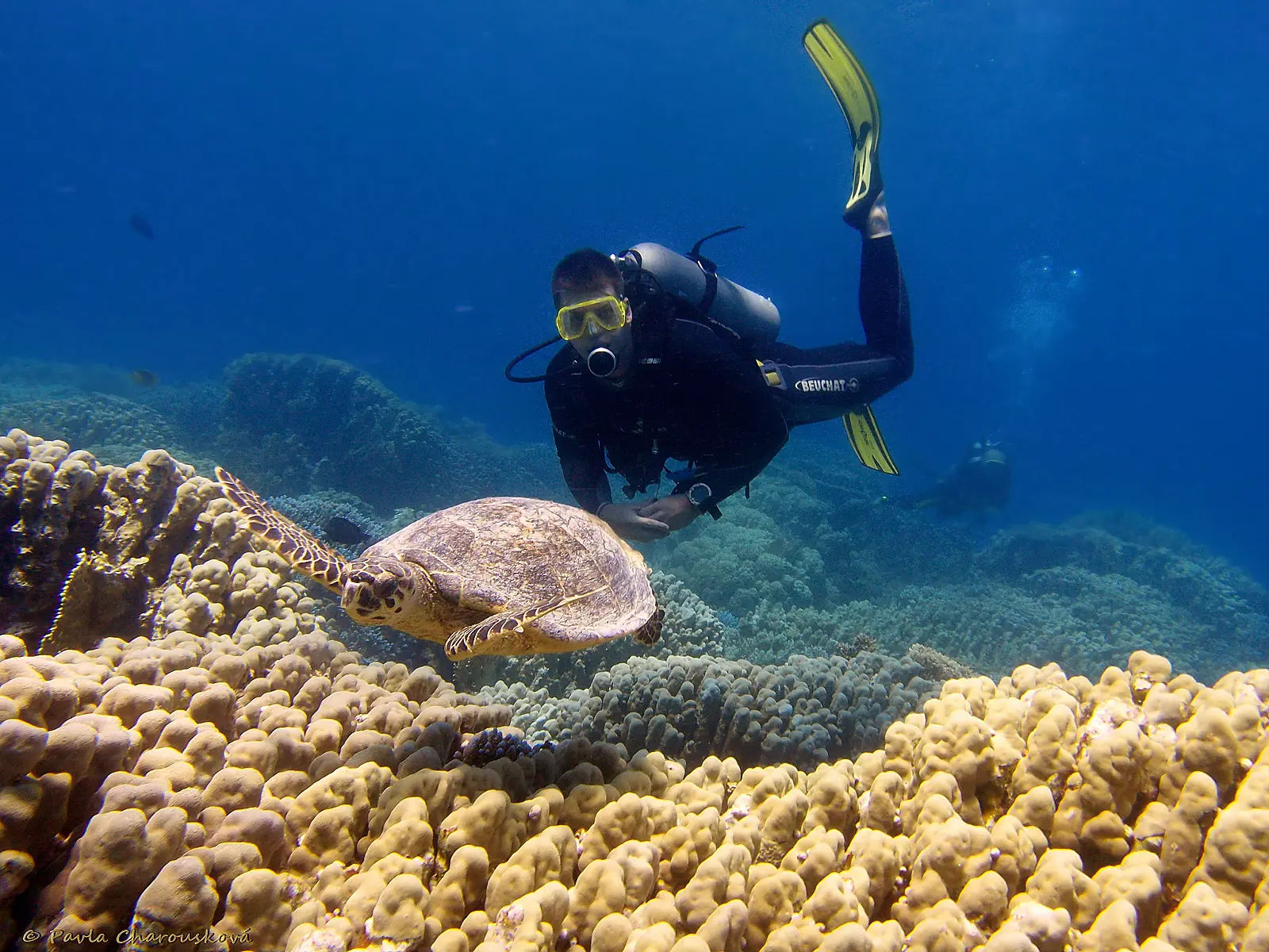 When is the best time to dive in Egypt | Egypt Dive